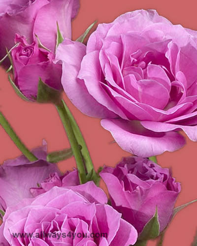 Allways4You: Spray Rose Blue Moon Flowers