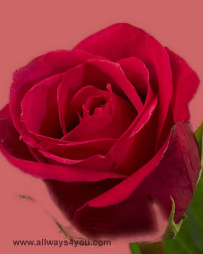 Allways4You: Roses Cherry O Flowers