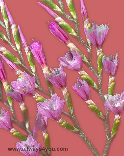 Allways4You: Limonium Chorus Magenta Flowers