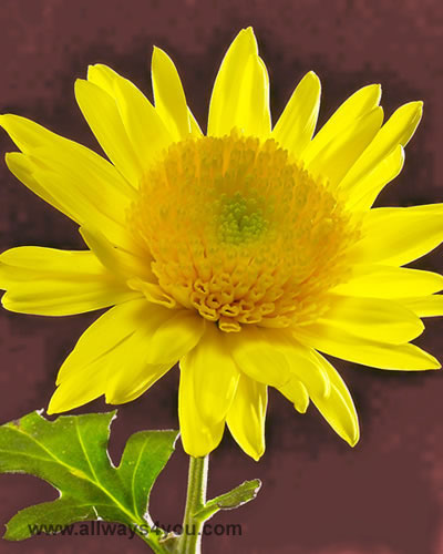 Allways4You: Mums Disbud Yellow Flowers