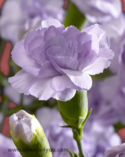 Allways4You: Florigene-Carnations