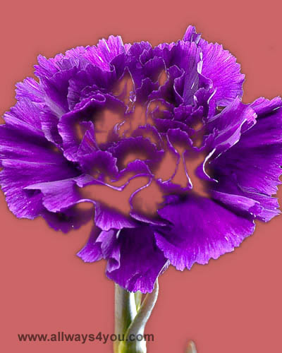 Allways4You: Florigene-Carnations