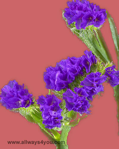 Allways4You: Statice