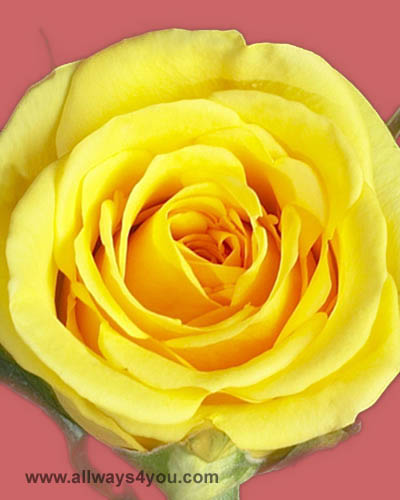 Allways4You: Roses Gold Strike Flowers