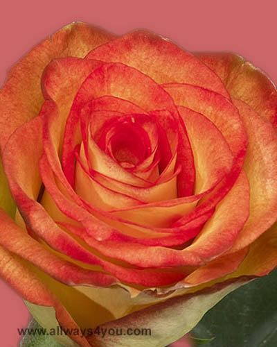 Allways4You: Roses High And Magic Flowers