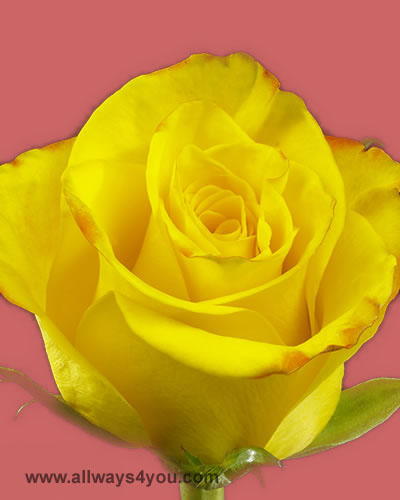 Allways4You: Roses-High-And-Yellow-Magic Flowers