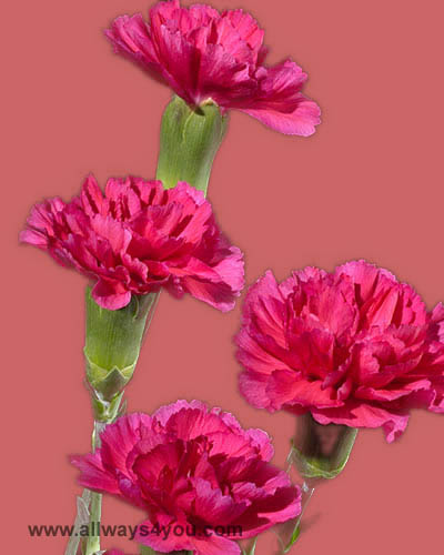Allways4You: Mini-Carnations