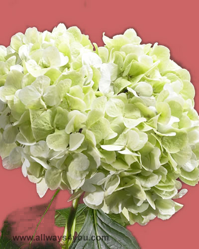 Allways4You: Hydrangea