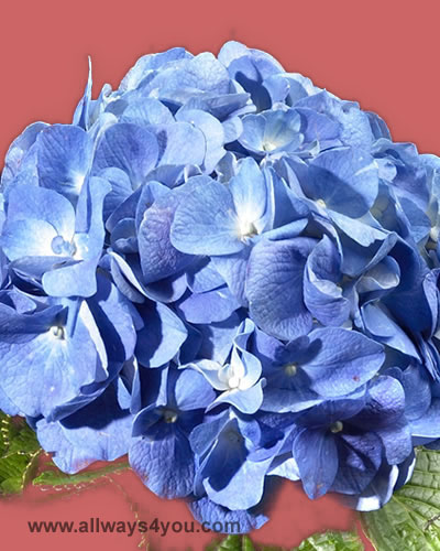 Allways4You: Hydrangea