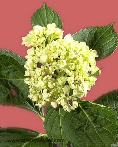 Allways4You: Hydrangea