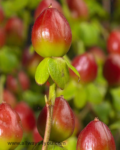 Allways4You: Hypericum