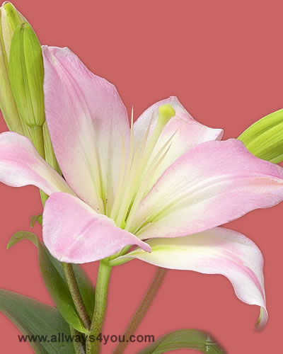 Allways4You: Lilies La Hybrid Sammer Flowers