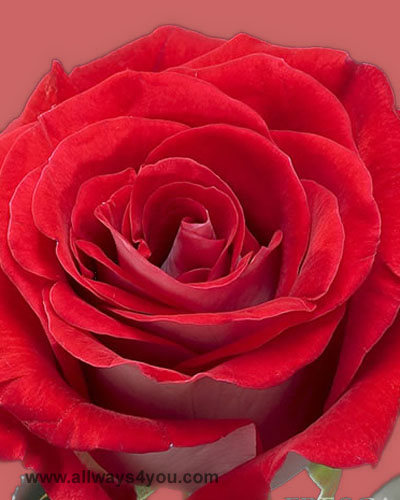 Allways4You: Roses Latin Lady Flowers