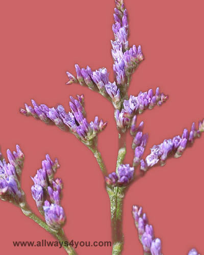 Allways4You: Limonium Maine Blue Flowers