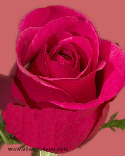 Allways4You: Roses Shocking Versilia Flowers